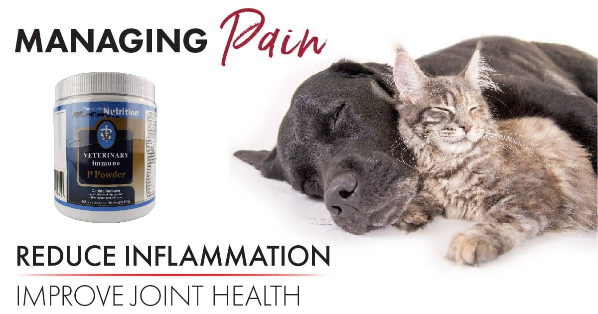 Vet Immune P Powder | Ramaekers Nutrition
