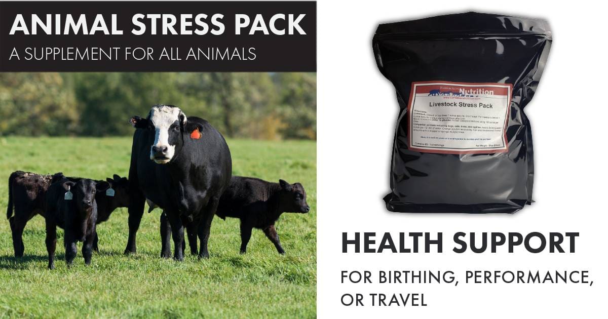 Livestock Stress Pack Delivers Powerful Nutraceuticals – Ramaekers ...