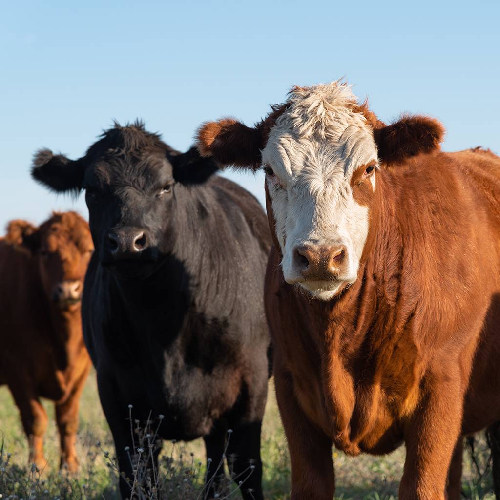 Bovine Supplements – Cattle Feed – Ramaekers Nutrition