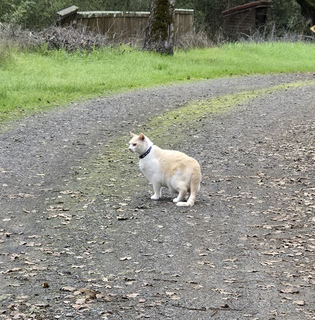 Mookie's Journey to His Forever Home – Ramaekers Nutrition